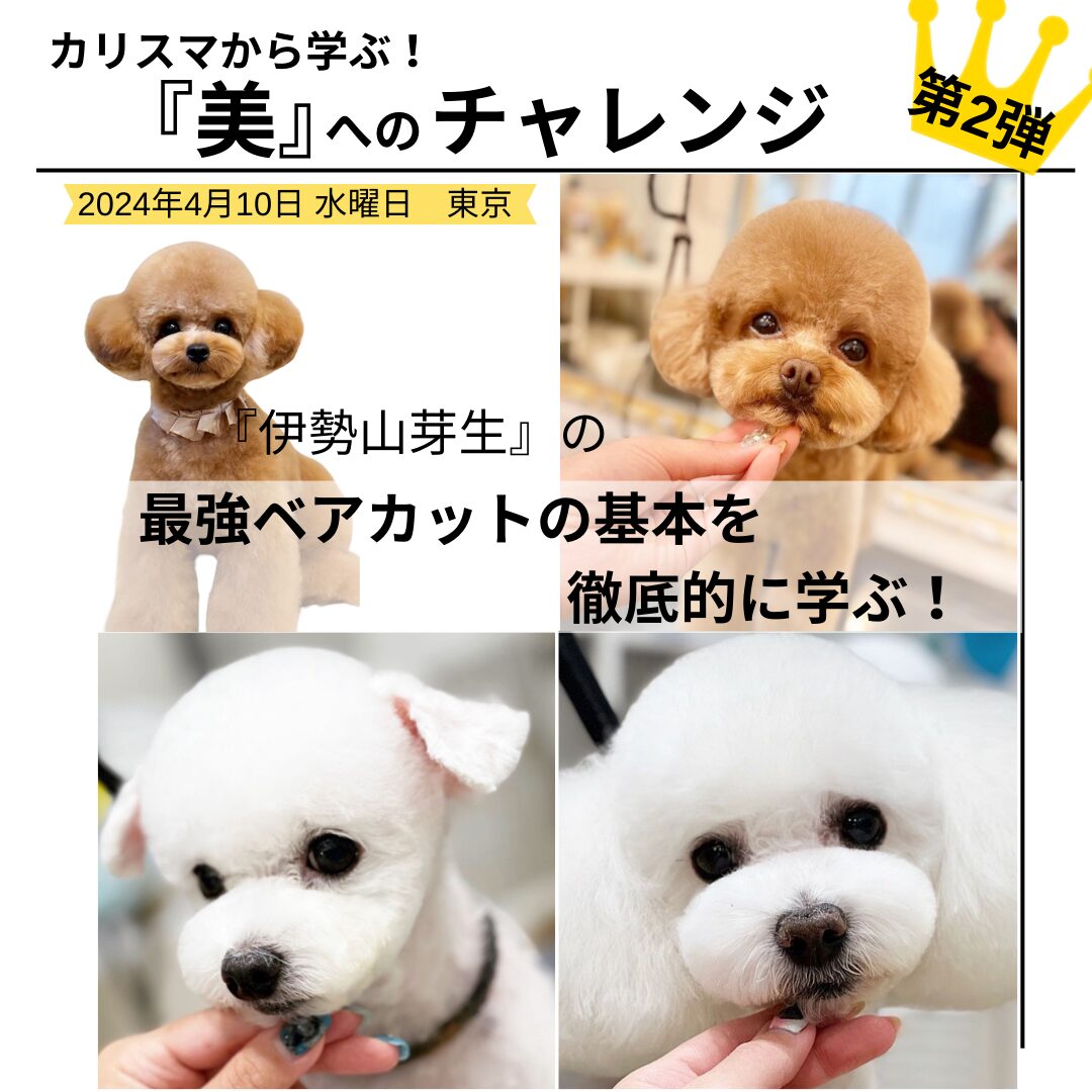 2日目 最強ベアカットの基本を徹底的に学ぶ【4月9日、10日『伊勢山芽生』さんの特別セミナー開催決定！】 | 333 Dog-Care ...